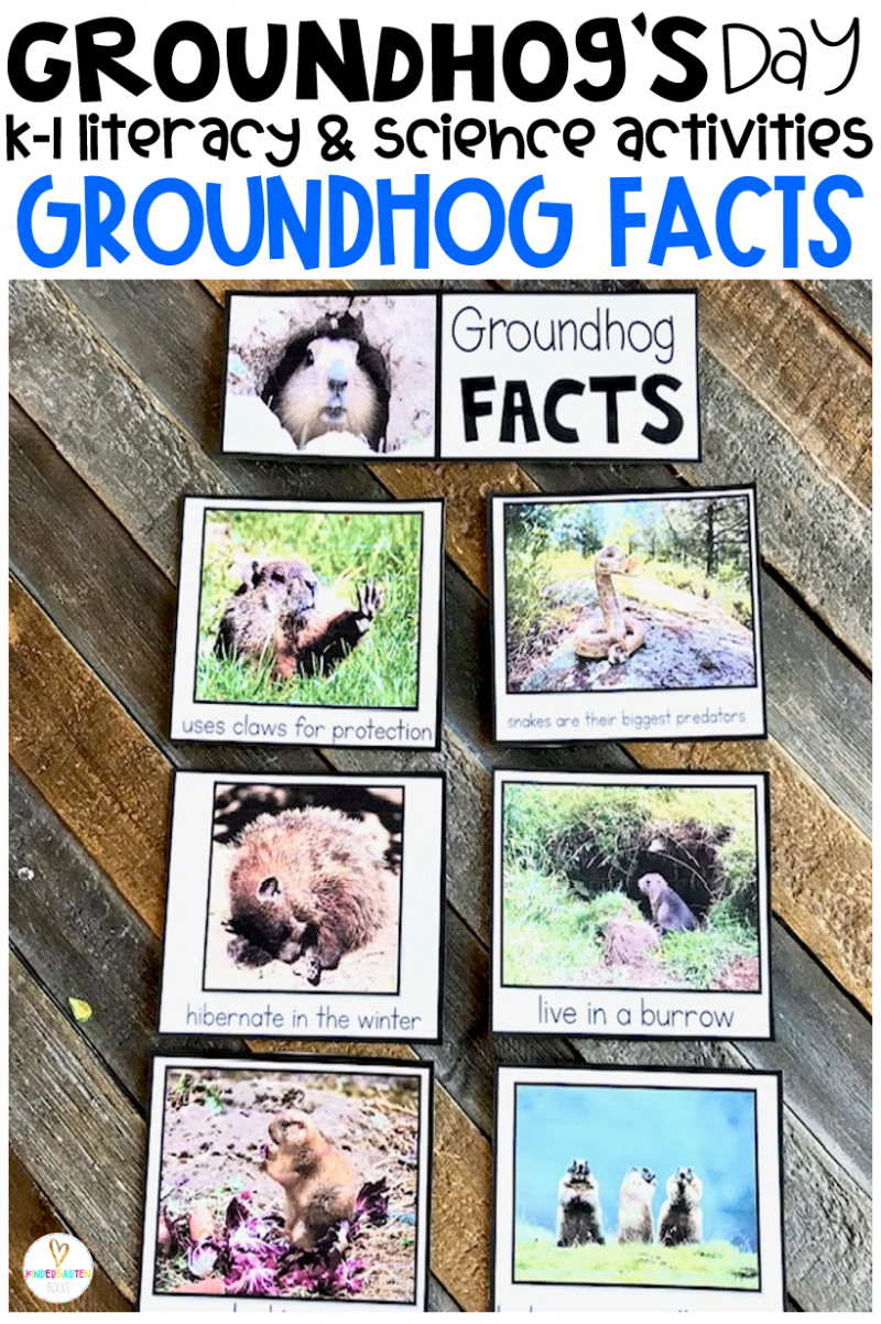 Groundhog's Day Activities for Kindergarten - Kindergarten Rocks Resources